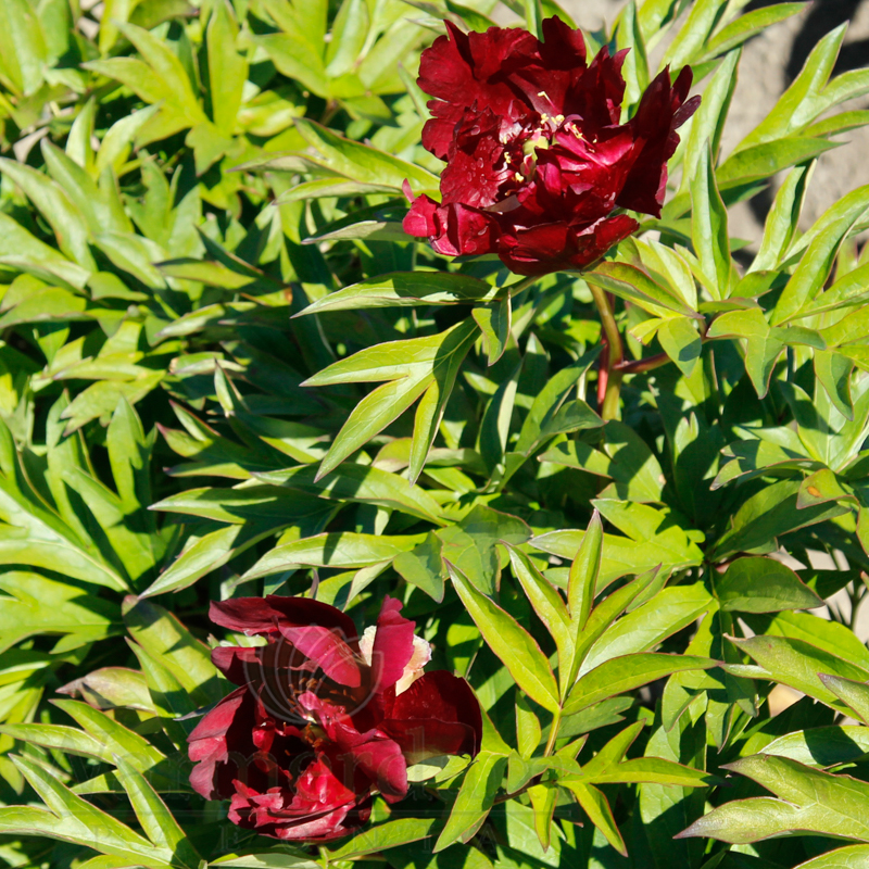 Unable to fetch data.